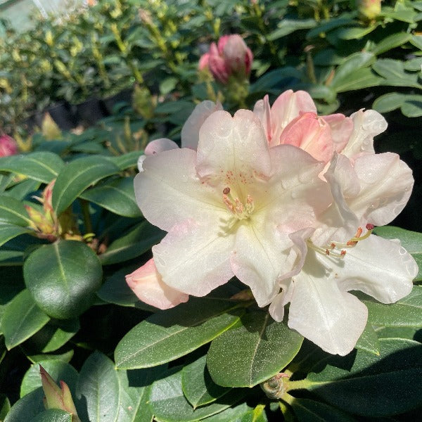 Rhododendron | Unique – Arbode Garden + Home