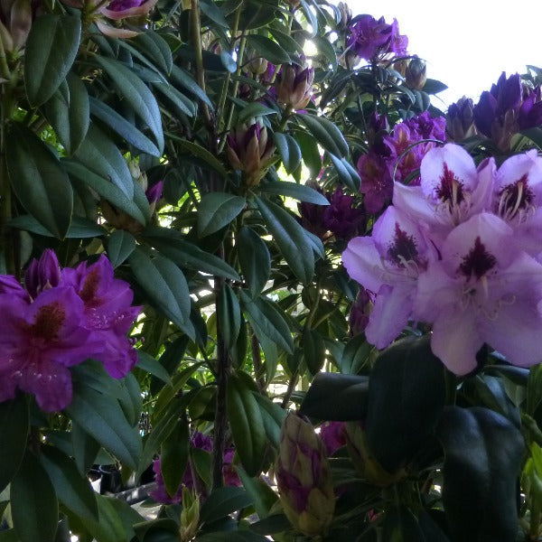 Rhododendron | Blue Peter – Arbode Garden + Home