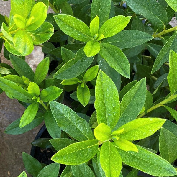 Azalea | Alphonse Anderson – Arbode Garden + Home