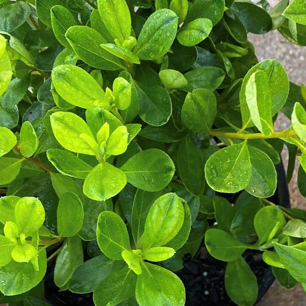 Azalea | Asawa – Arbode Garden + Home