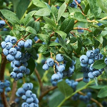 Blueberry | Sharpe Blue – Arbode Garden + Home