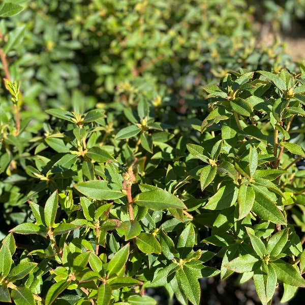 Rhododendron | Florence Mann – Arbode Garden + Home