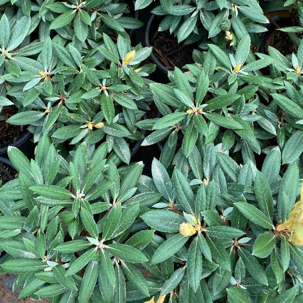 Rhododendron | Grumpy – Arbode Garden + Home