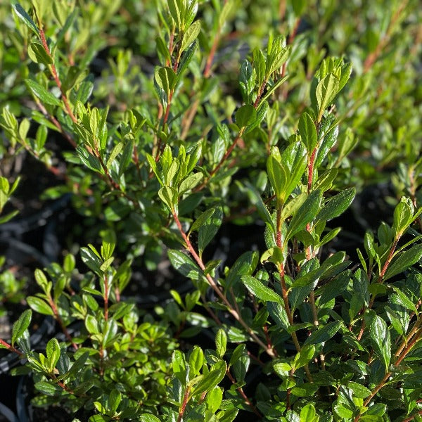 Azalea | Princess Maude – Arbode Garden + Home