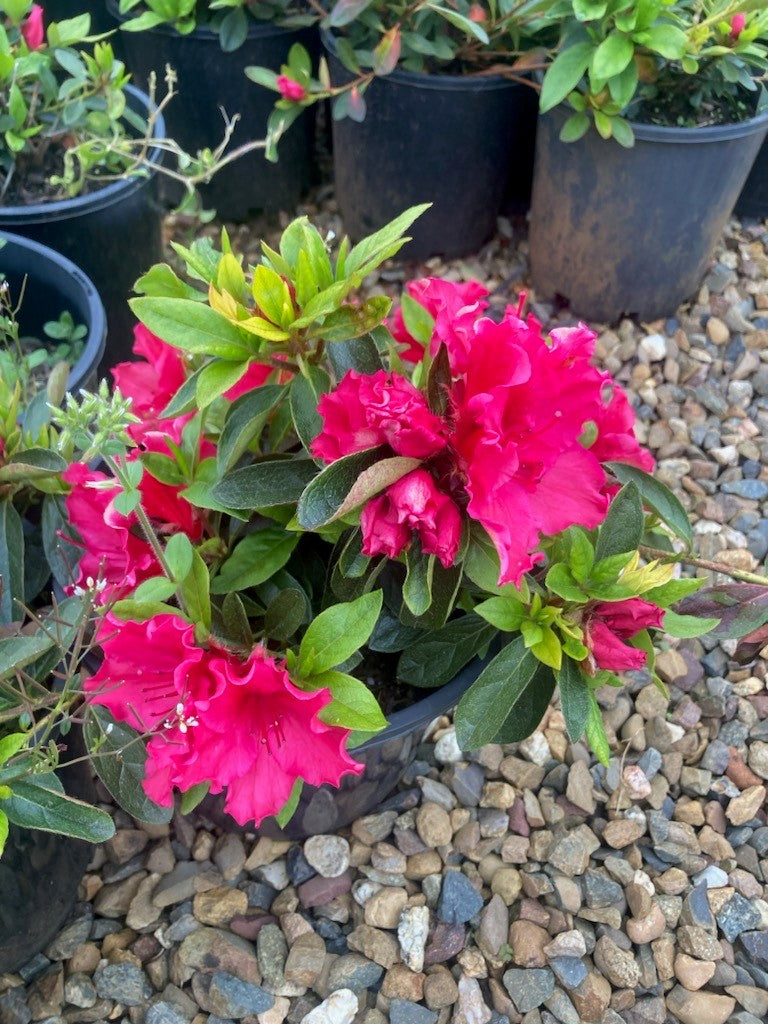 Azalea | Red Wings – Arbode Garden + Home