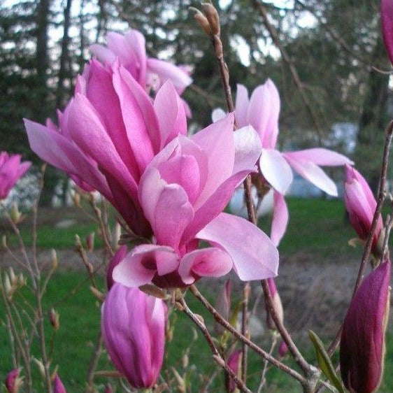 Magnolia | Ricki – Arbode Garden + Home